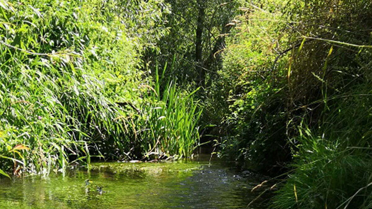 Trent Rivers Trust completes its largest Capital Work project on the ...